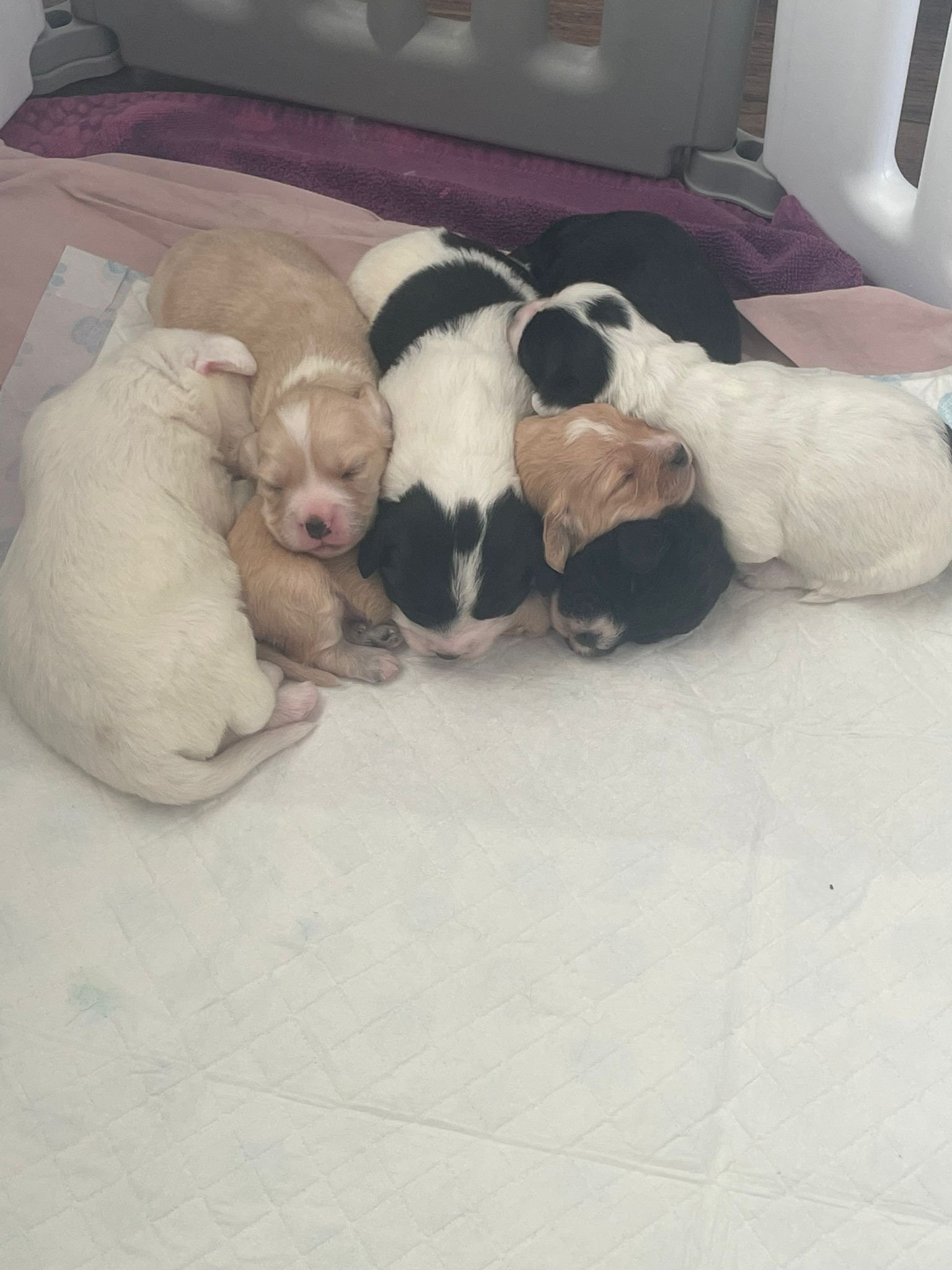 Cavachon x Sprollie... - Cross Breed Dogs Sale | GundogsMarket