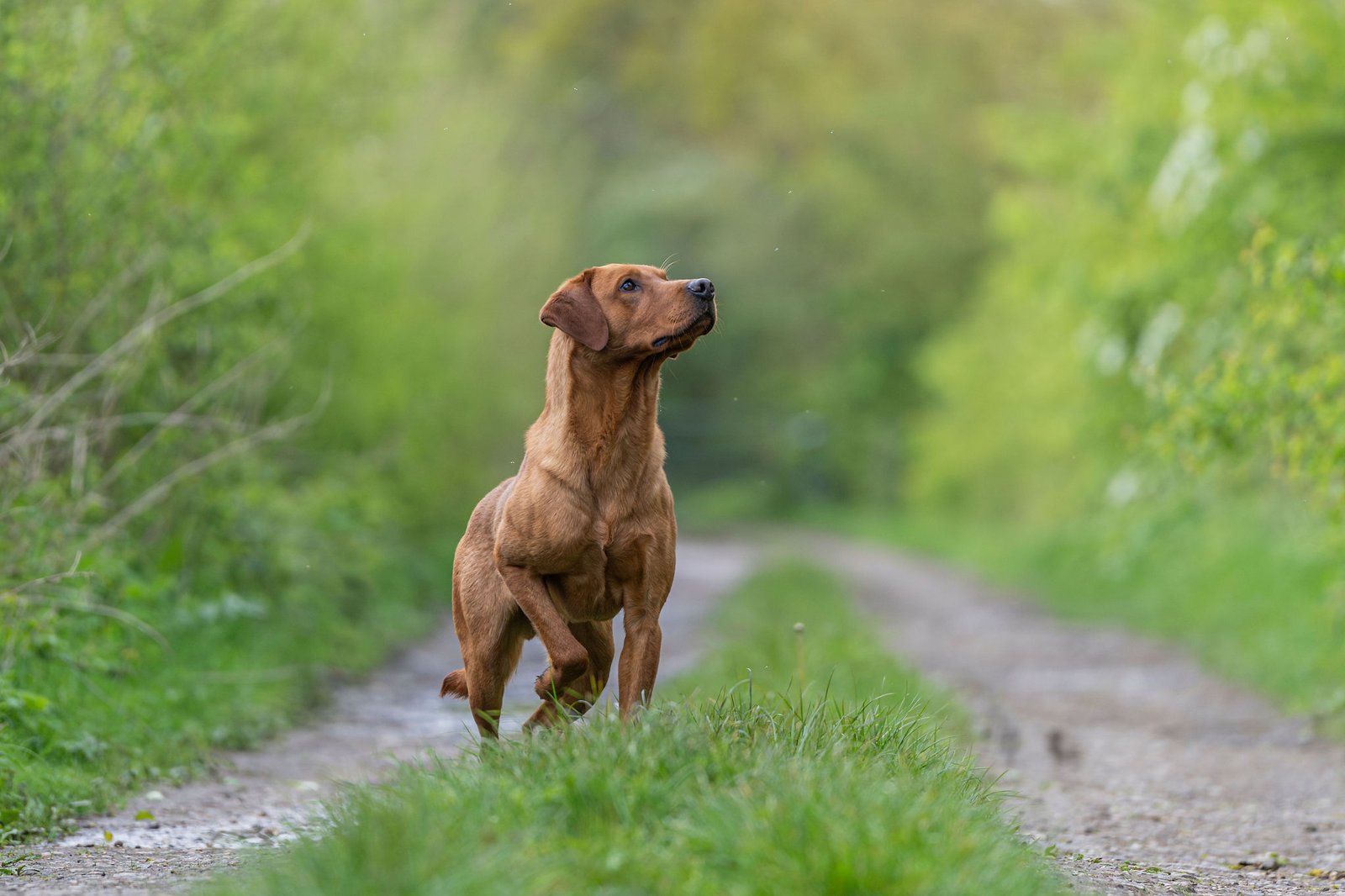 Drago a KC Registered Fox R... - Labradors Stud | GundogsMarket