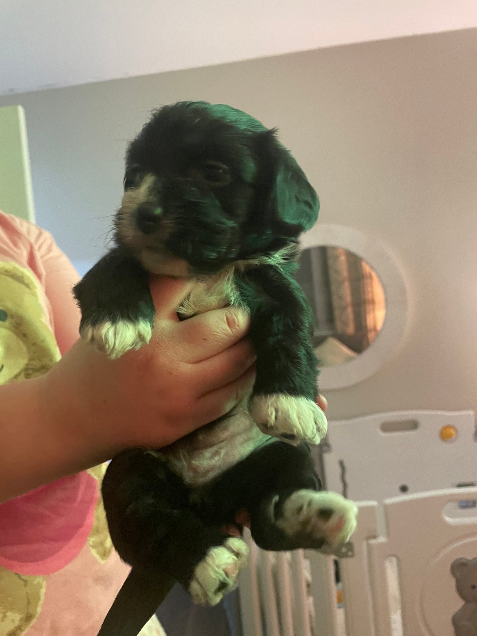 Cavachon x Sprollie... - Cross Breed Dogs Sale | GundogsMarket